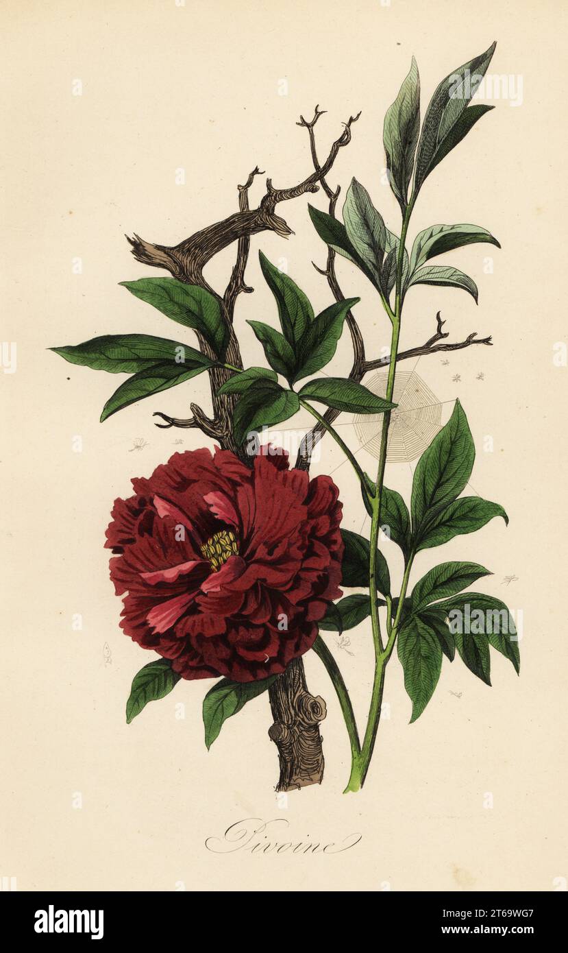 Common peony, Paeonia officinalis, with cobweb. Pivoine. Handcoloured ...