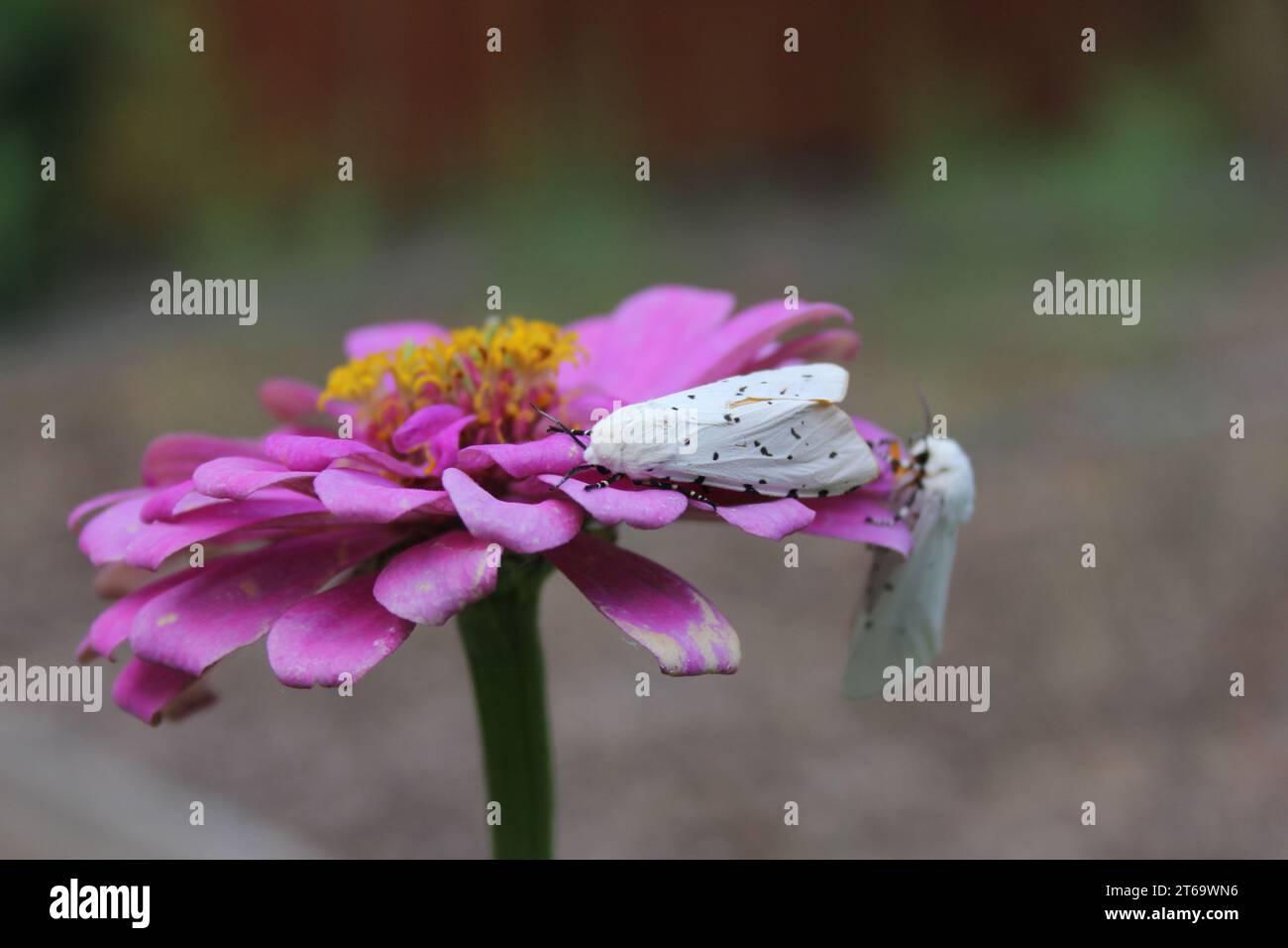 Salt Marsh Moth on Pink Zinnia Flower. Estigmene acrea Rural East TX ...