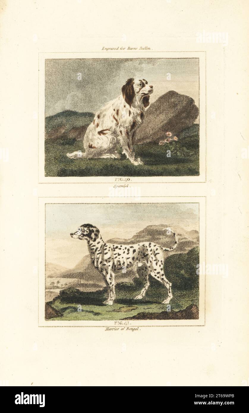 Spaniel, breed of gun dog 40, and harrier, a type of hunting hound 41 ...