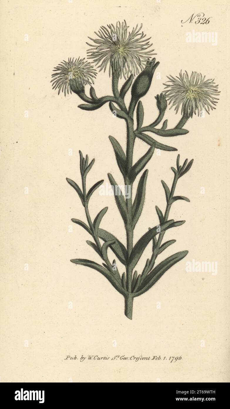 Green-flowered fig-marigold, Mesembryanthemum viridiflorum. Native to ...