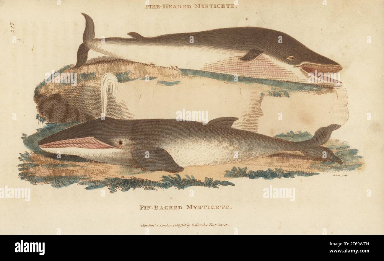 Humpback whale, Megaptera novaeangliae, and fin whale, Balaenoptera ...