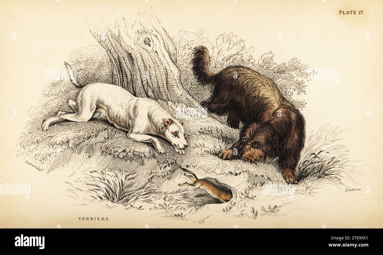 Smooth-coated terrier and Scottish or wire-haired terrier, Canis lupus ...