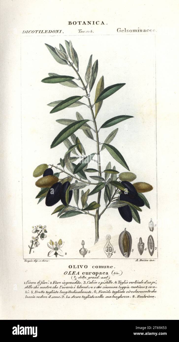 Olive tree, Olea europaea. Handcoloured copperplate stipple engraving ...