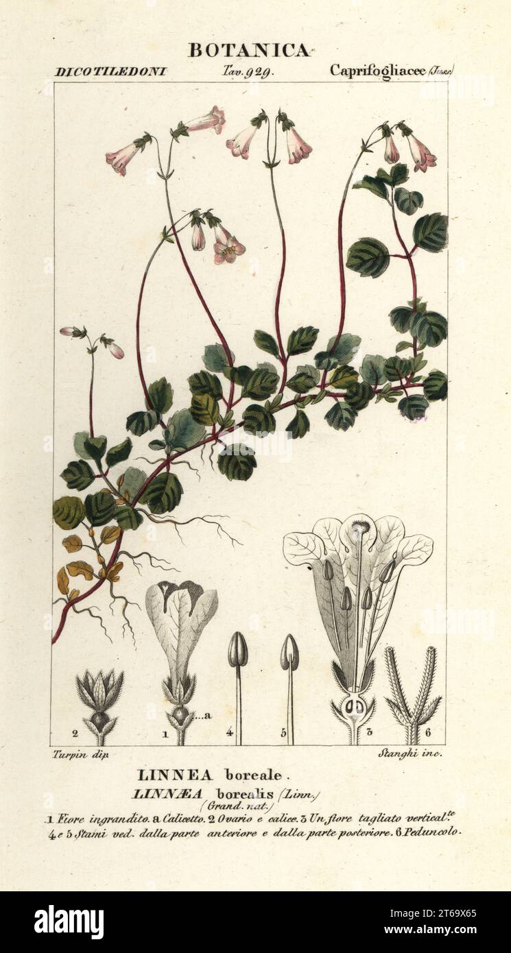 Twinflower, Linnaea borealis, Linnea boreale. Handcoloured copperplate ...