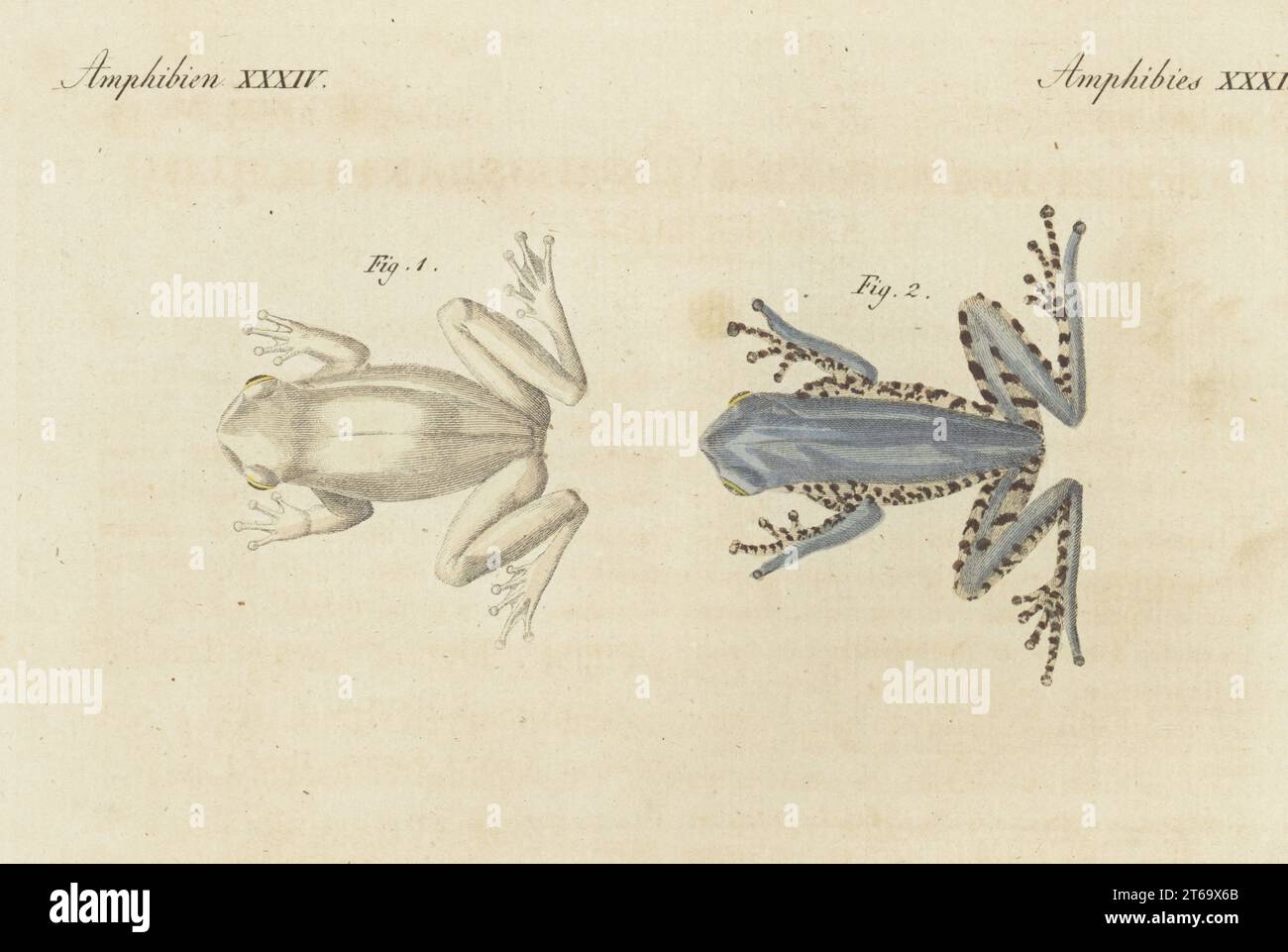 Orinoco lime treefrog, Sphaenorhynchus lacteus 1, and northern orange ...