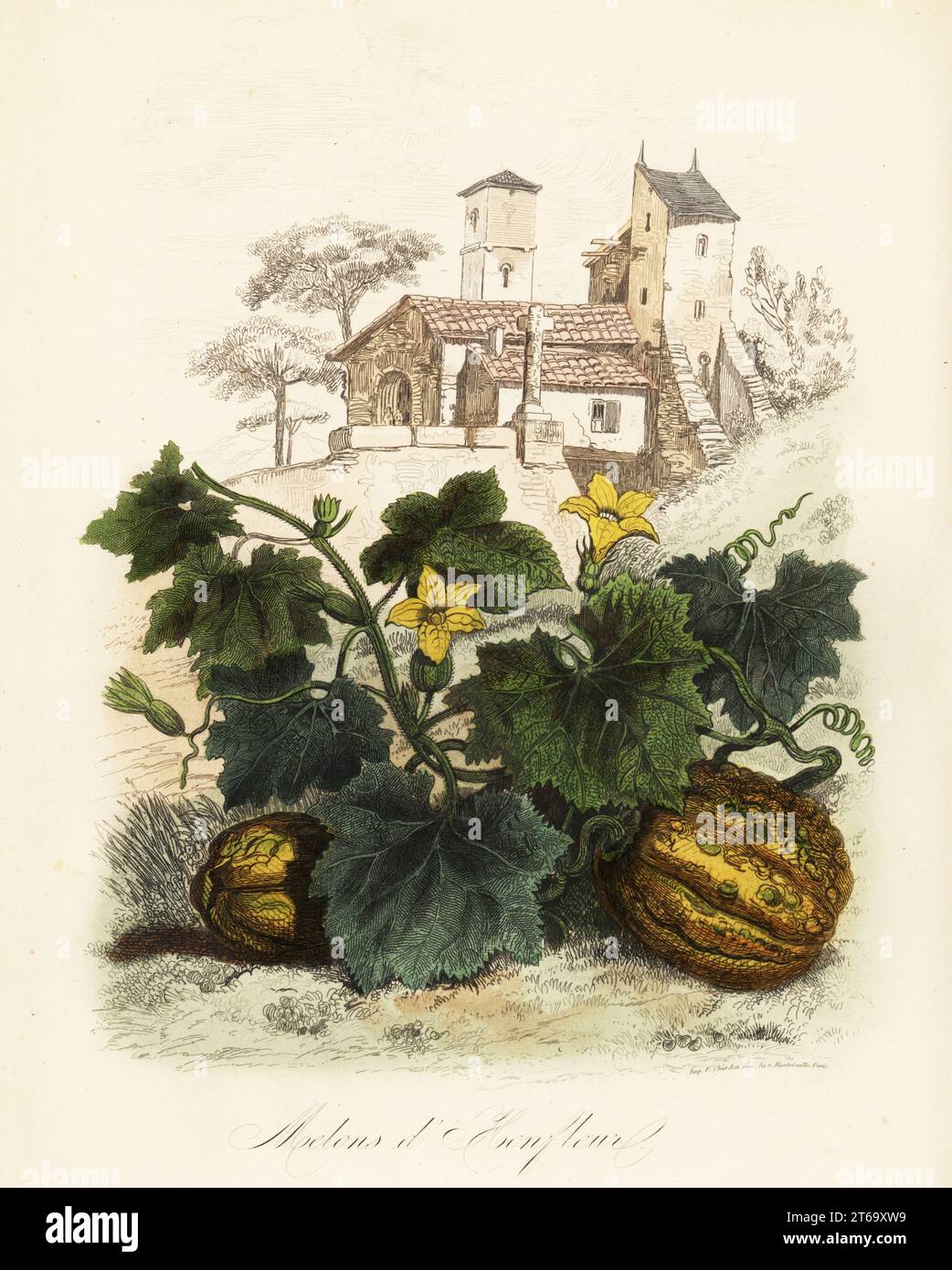 Honfleur melon, Cucumis melo. Ancient variety of melon from Normandy ...