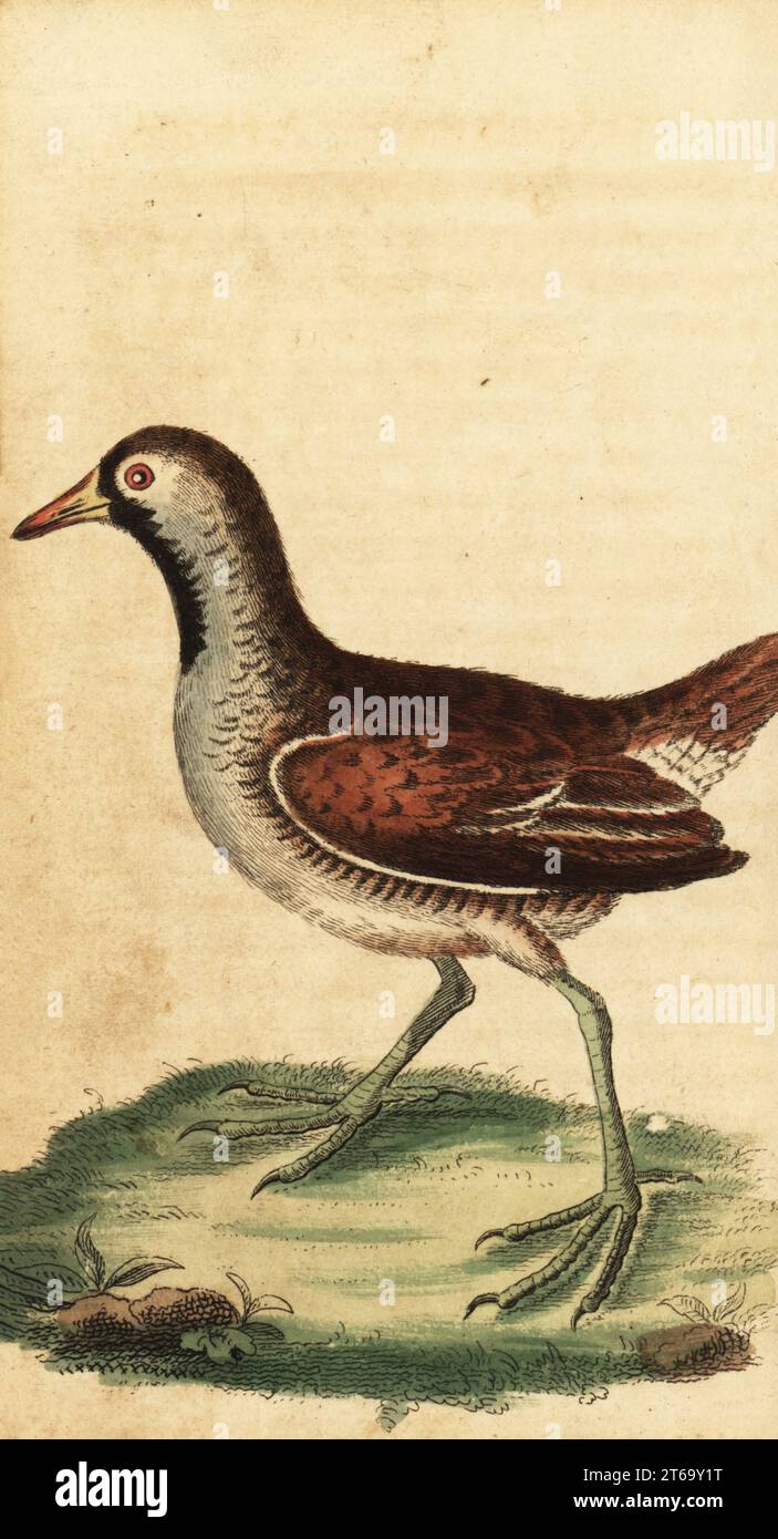 Rallus carolinus hi-res stock photography and images - Alamy