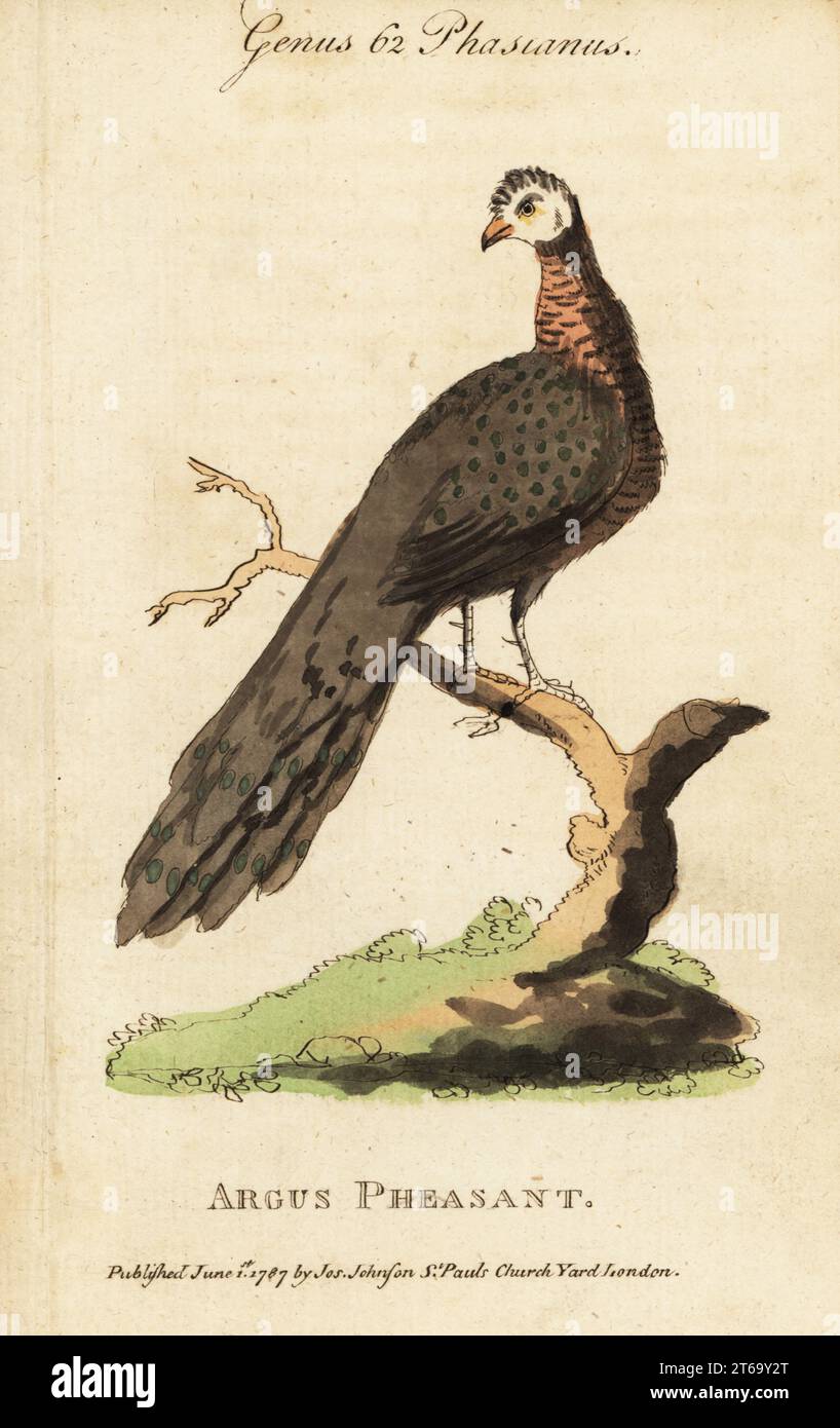 Great argus pheasant, Argusianus argus. Handcoloured copperplate ...