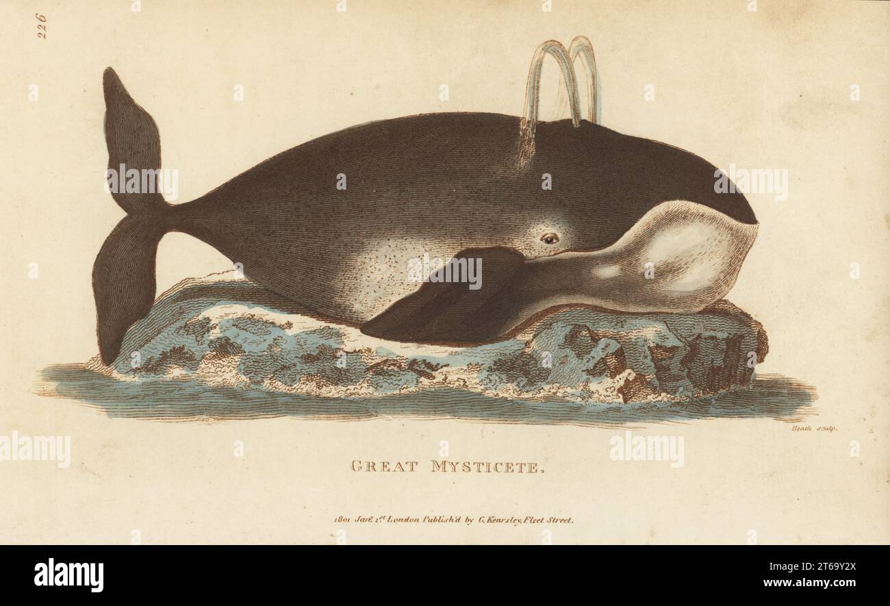 Bowhead whale, Balaena mysticetus. Great mysticete. Handcoloured ...