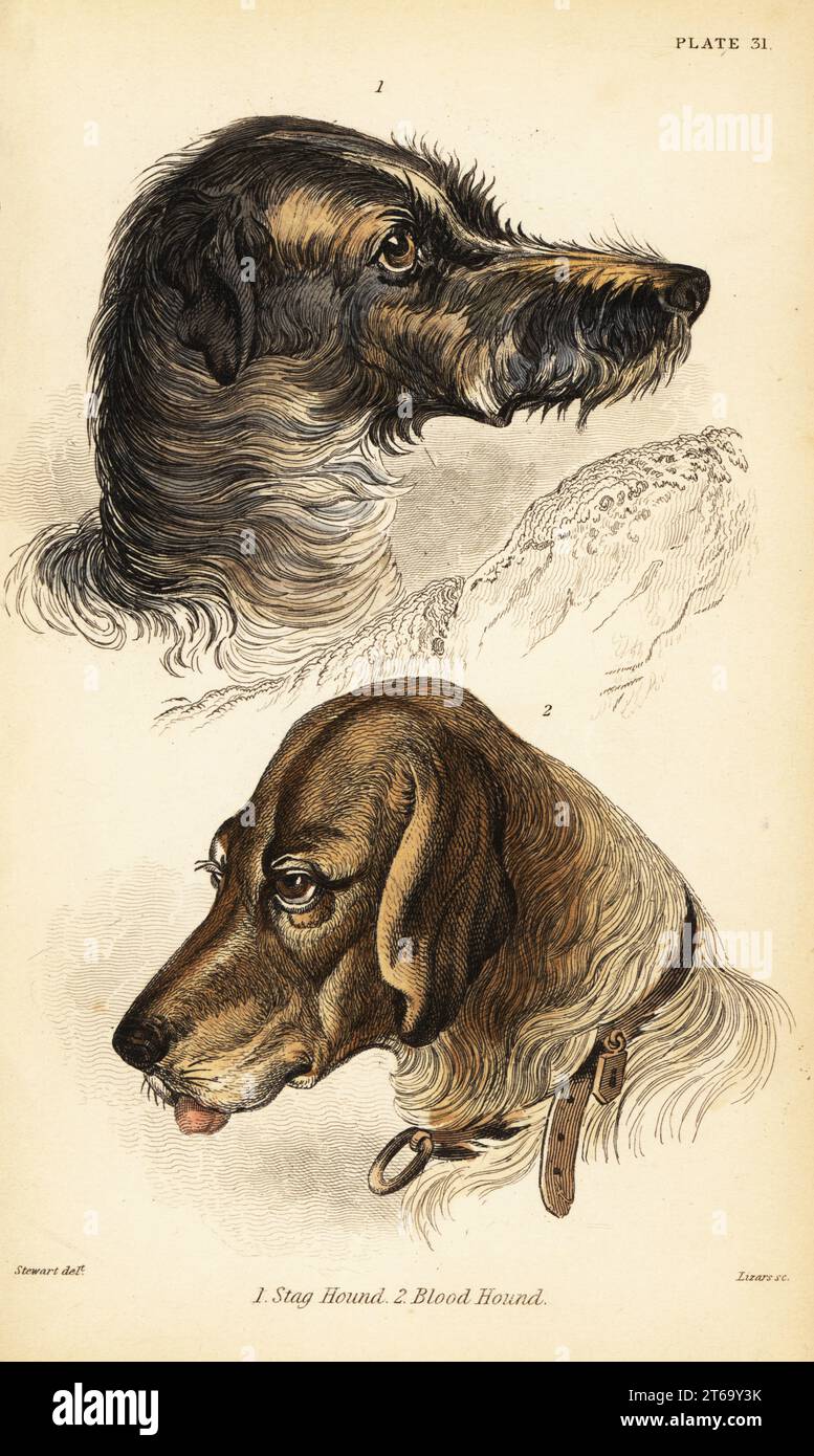Heads of a stag hound 1 and blood hound 2, Canis lupus familiaris ...