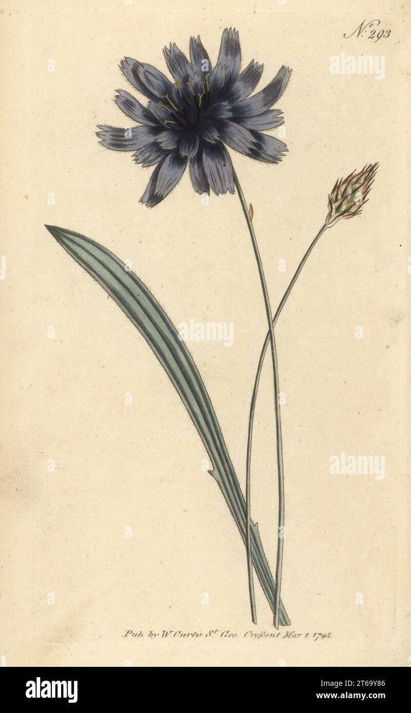 Cupid's dart or blue catananche, Catananche caerulea. Native to the ...