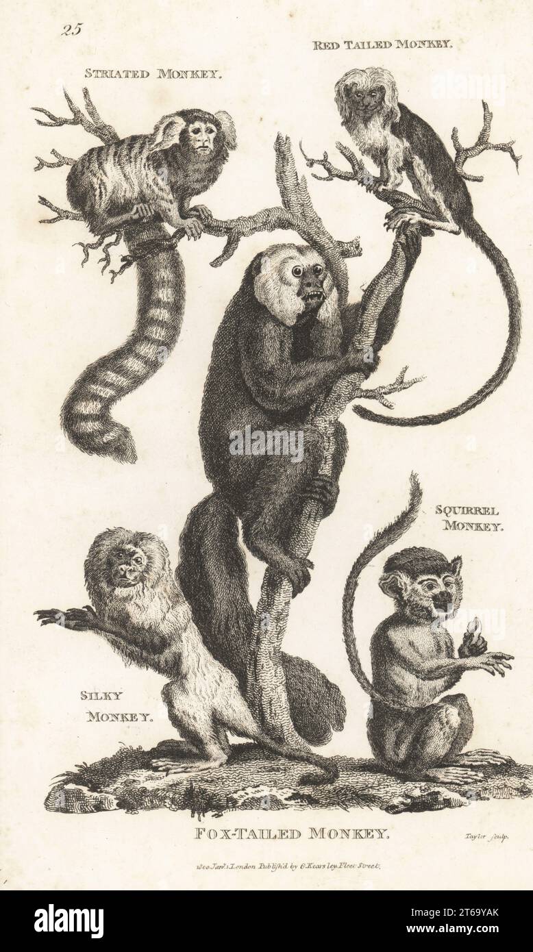 Common marmoset, Callithrix jacchus, red-tail guenon, Cercopithecus ...