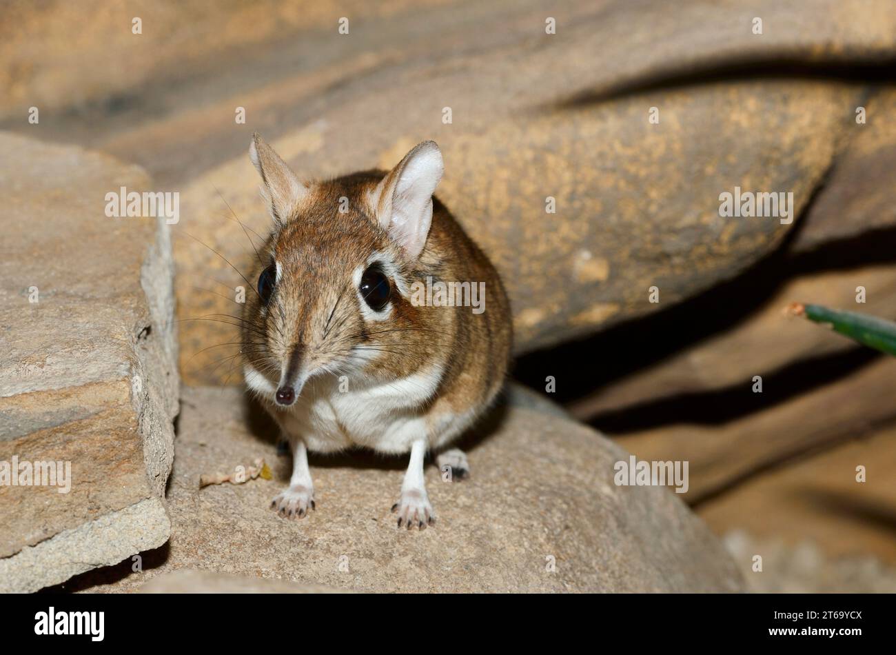 African long eared elephant shrew hi-res stock photography and images ...