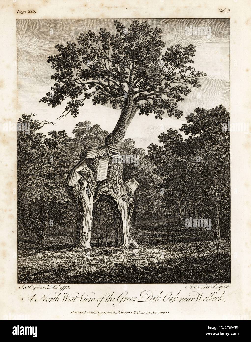 Oak tree 18th century hi-res stock photography and images - Alamy