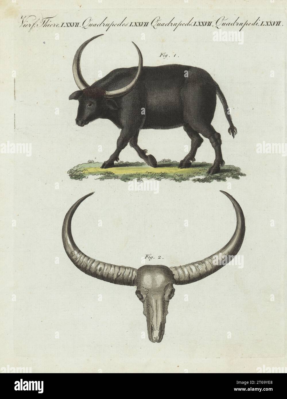 Wild water buffalo, Bubalus arnee, endangered 1. Skull and horns 2 ...