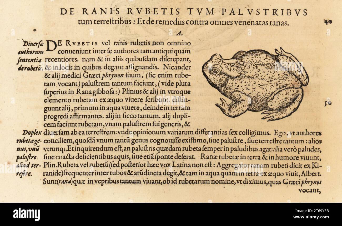 Species of toad, possibly the common toad or European toad, Bufo bufo ...