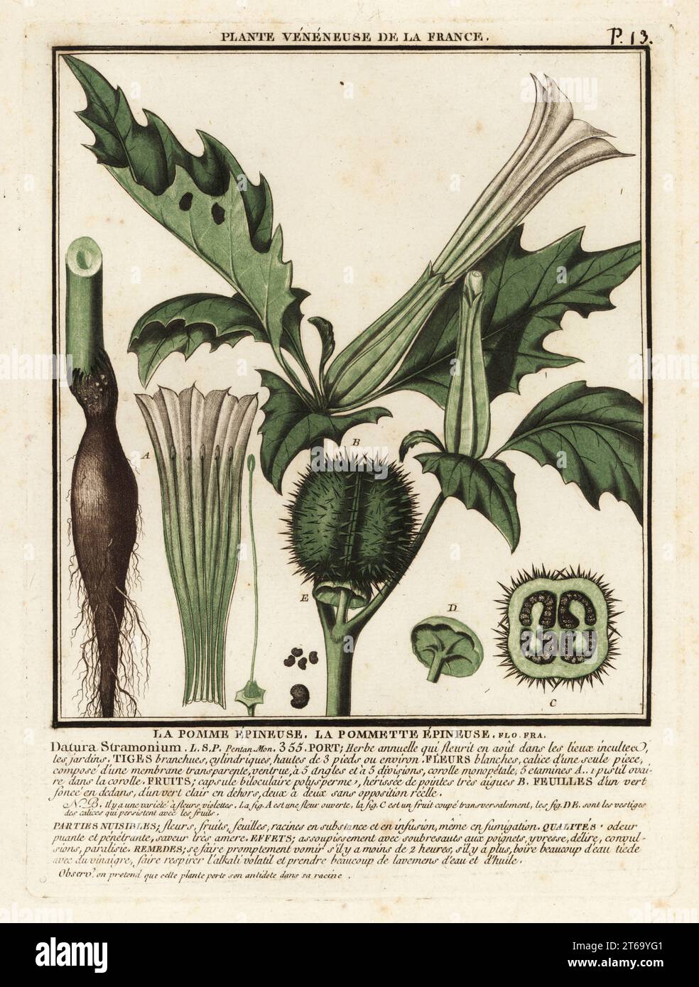 Pomme epineuse hi-res stock photography and images - Alamy