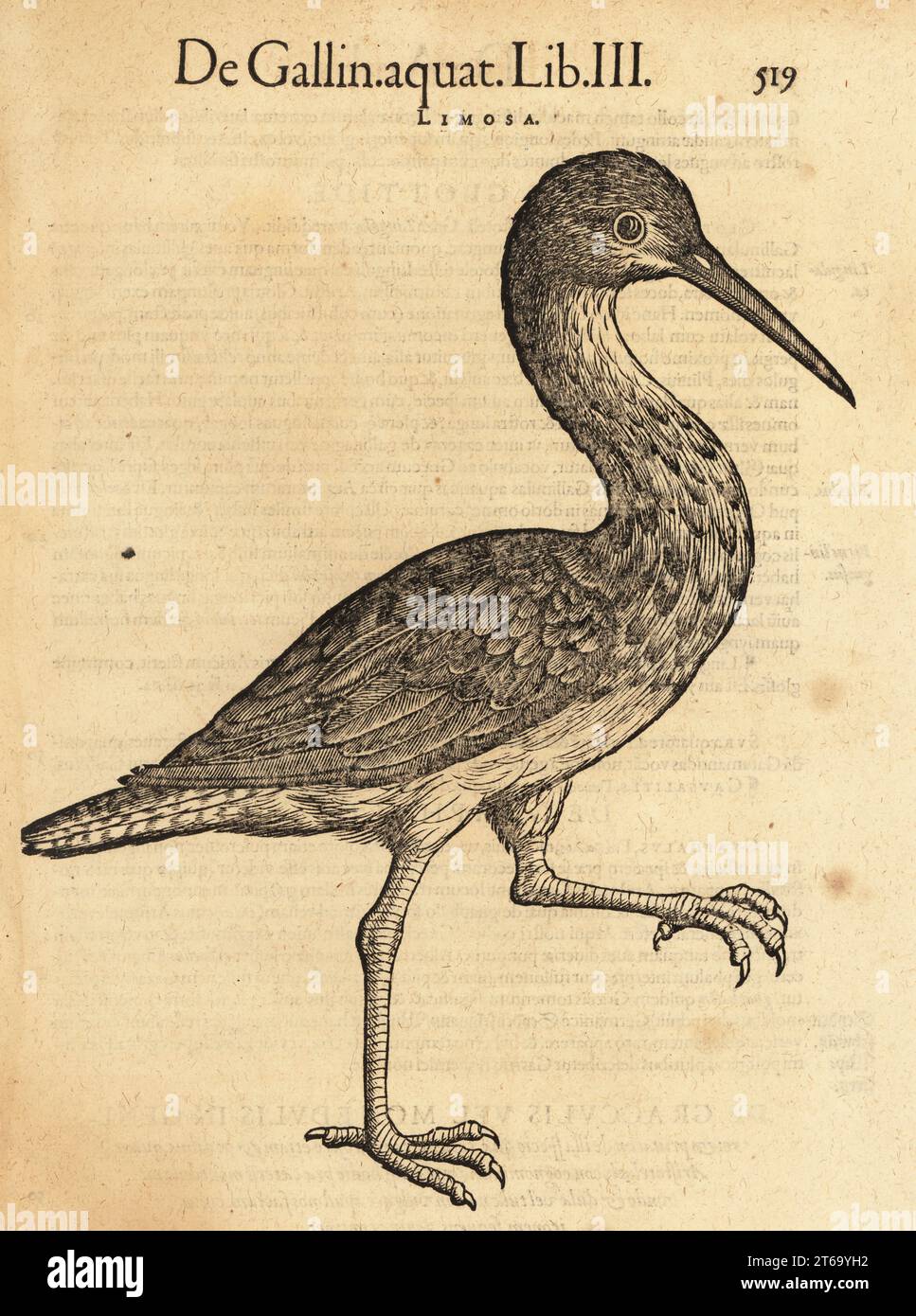 Angli hi-res stock photography and images - Alamy