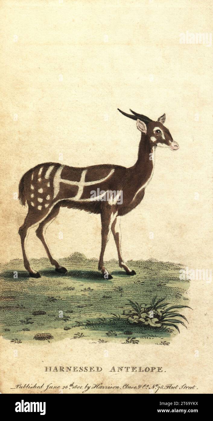 Harnessed bushbuck or kewel, Tragelaphus scriptus. Harnessed antelope ...