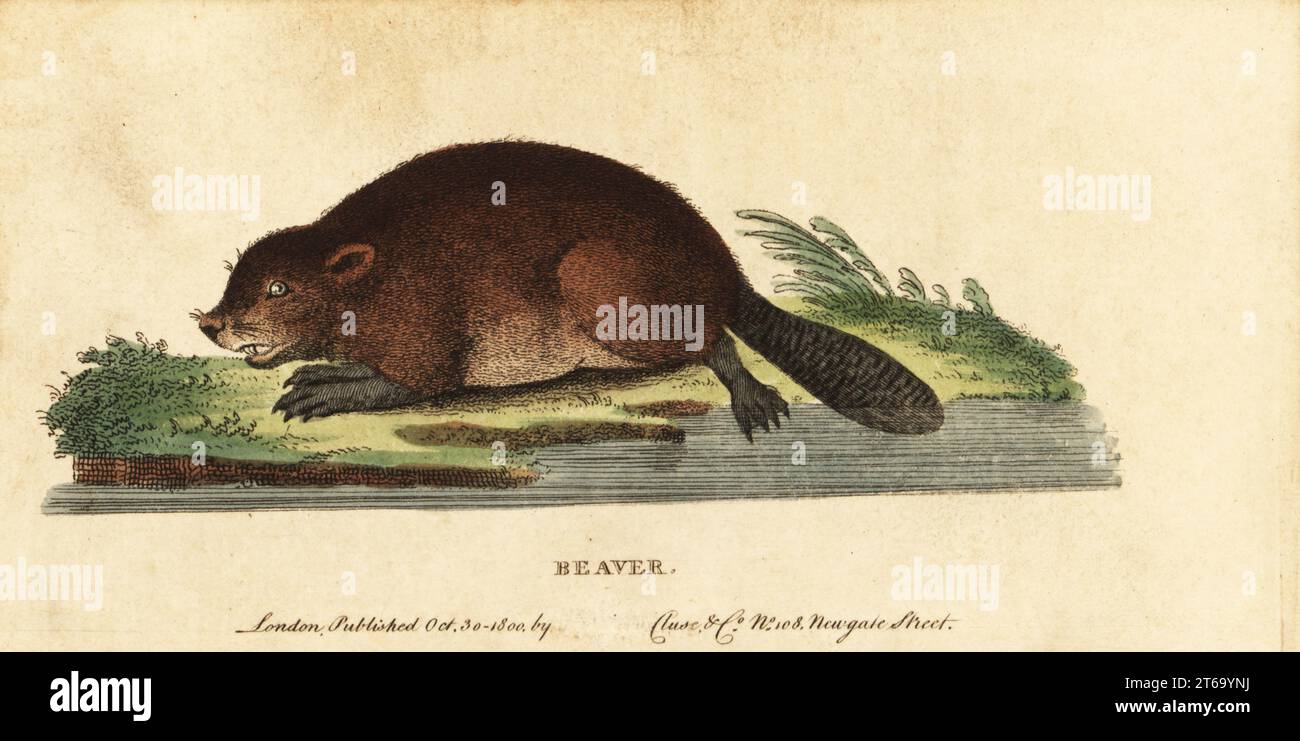 Eurasian beaver, Castor fiber. From a living specimen in Gilbert ...