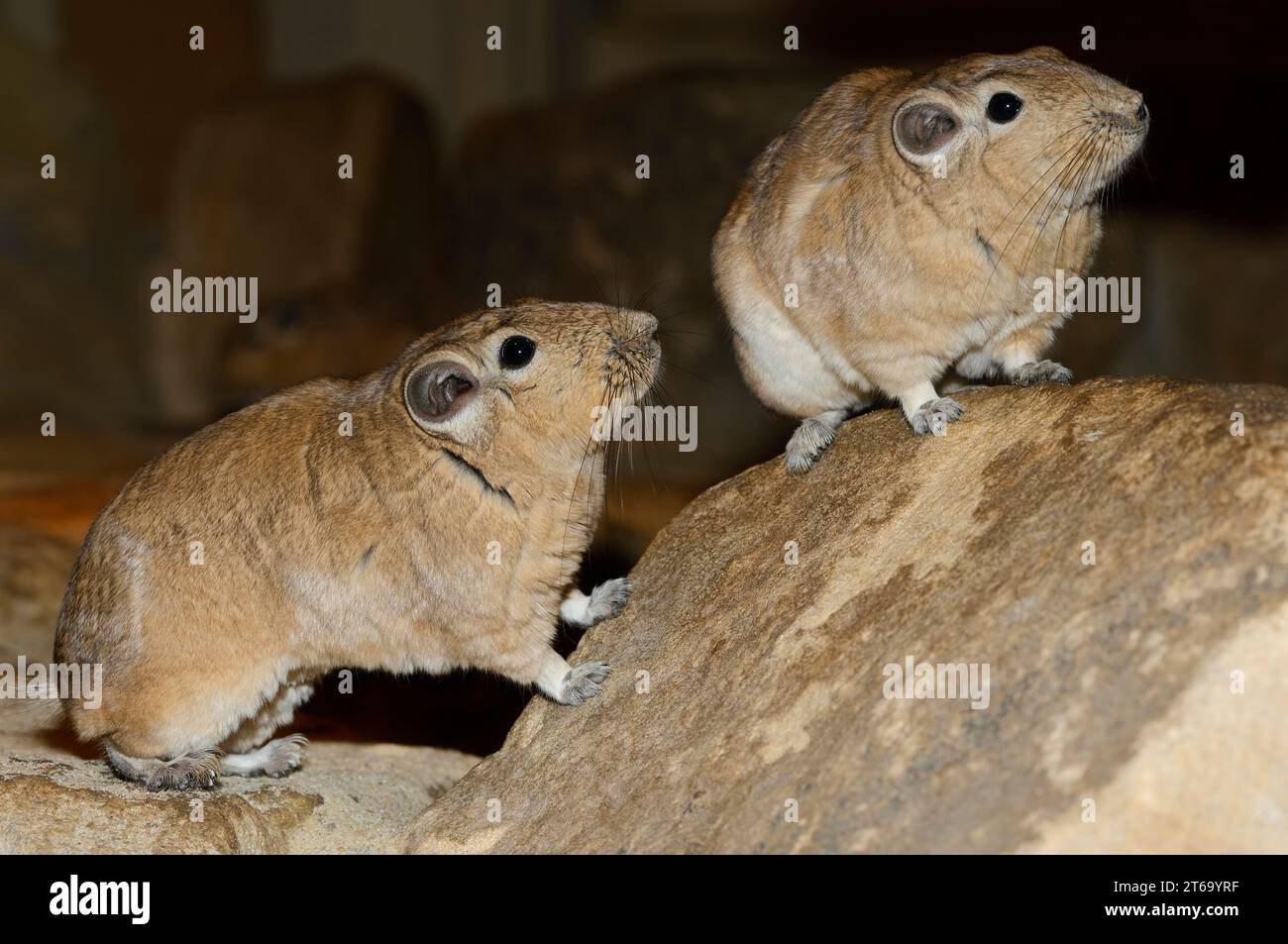 Common Gundi (Ctenodactylus gundi) | Eigentlicher Gundi (Ctenodactylus ...