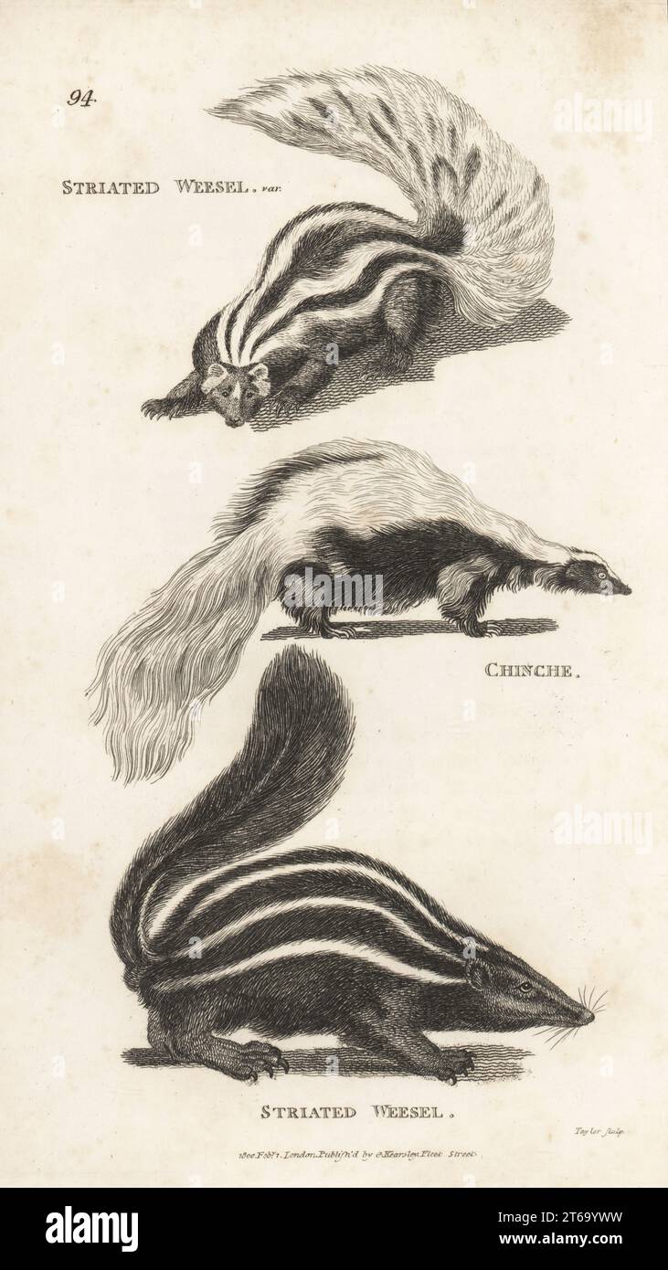 Mephitis mephitis subsp mephitis hi-res stock photography and images ...