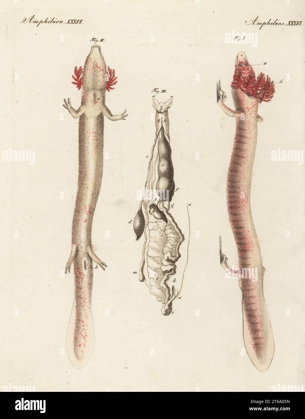 Olm or proteus, Proteus anguinus, vulnerable. Dorsal I, ventral II, and ...