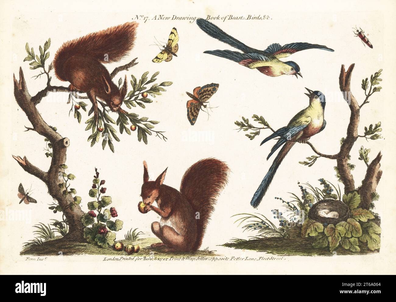 Two red squirrels eating fruit, blue birds, butterflies and insects ...