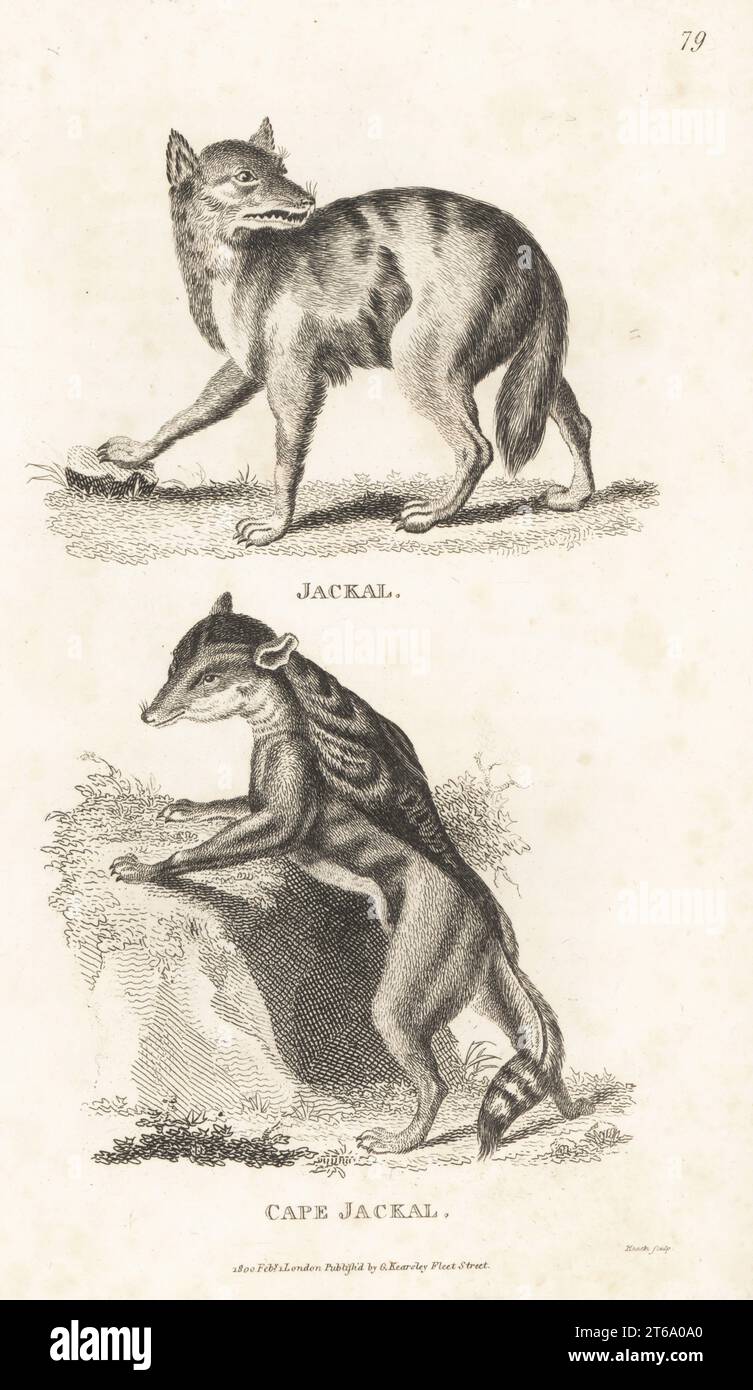 Golden jackal, Canis aureus, and black-backed jackal, Lupulella mesomelas. Jackal, Canis aureus ...