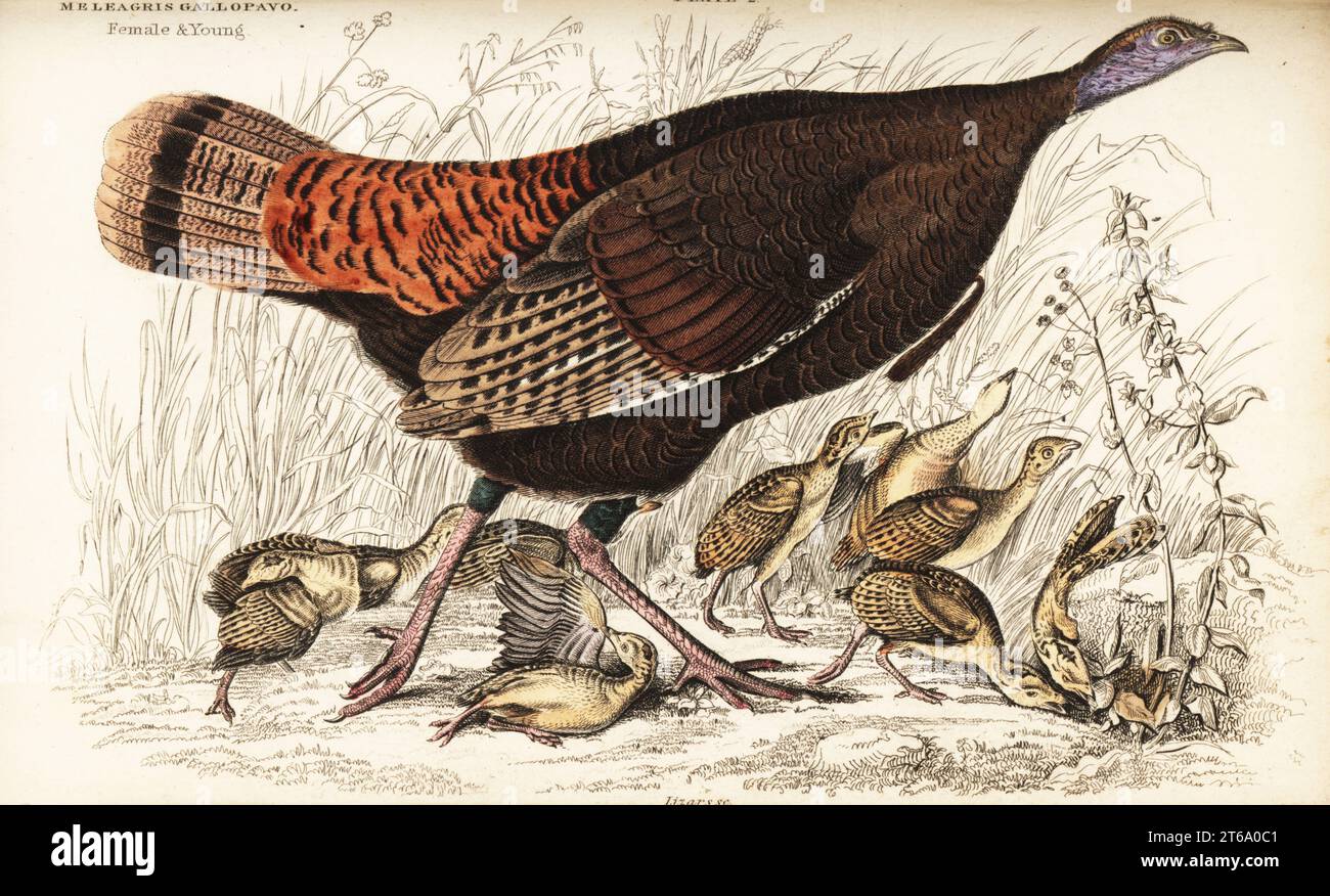 Wild turkey, female and young, Meleagris gallopavo. Handcoloured ...