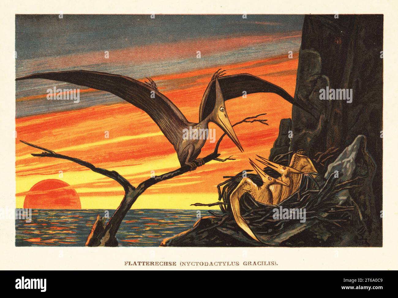 Nyctosaurus gracilis, extinct pterosaur of the mid-western United ...