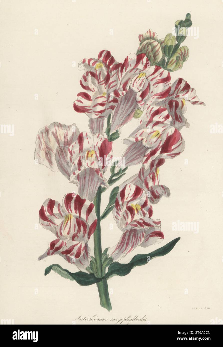 Striped snapdragon, Antirrhinum majus var. caryophylloides. Drawn at ...