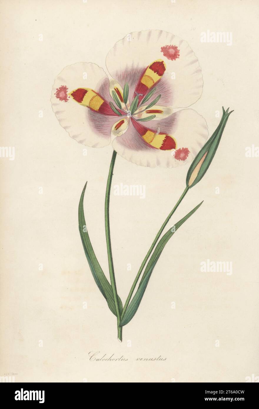 Butterfly mariposa lily or beautiful calochortus, Calochortus venustus ...