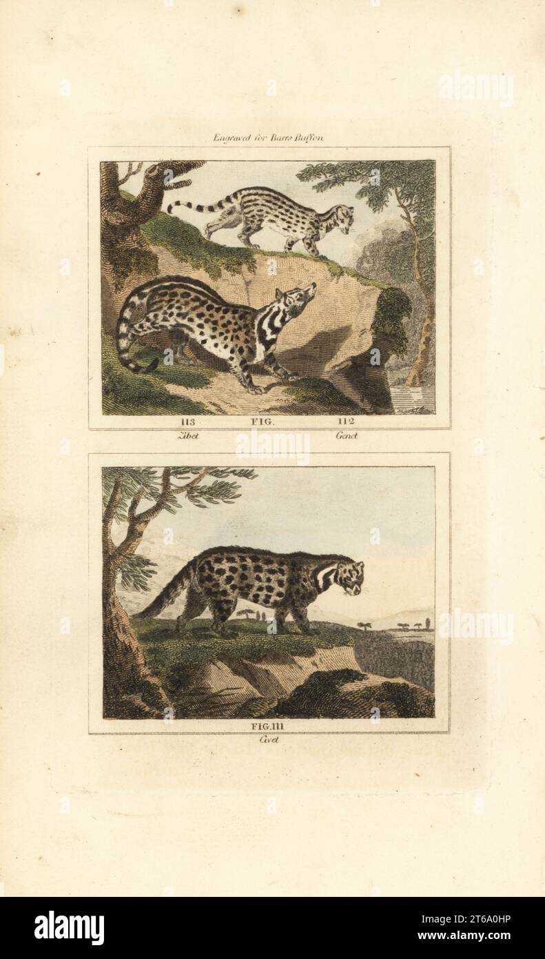 Zibet or Asiatic civet cat, Viverra zibetha 113, common genet, Genetta ...