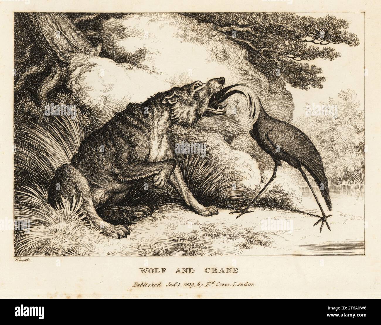A crane puts its head into a wolf's mouth to remove a bone stuck in its ...