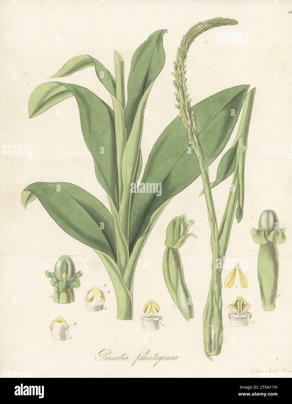 Plantain leaved prescotia hi-res stock photography and images - Alamy