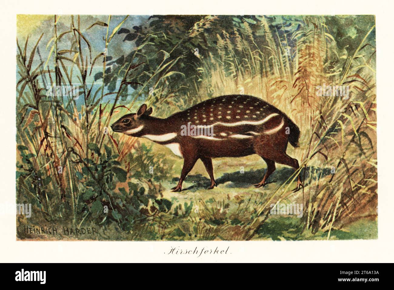 Miocene deer hi-res stock photography and images - Alamy