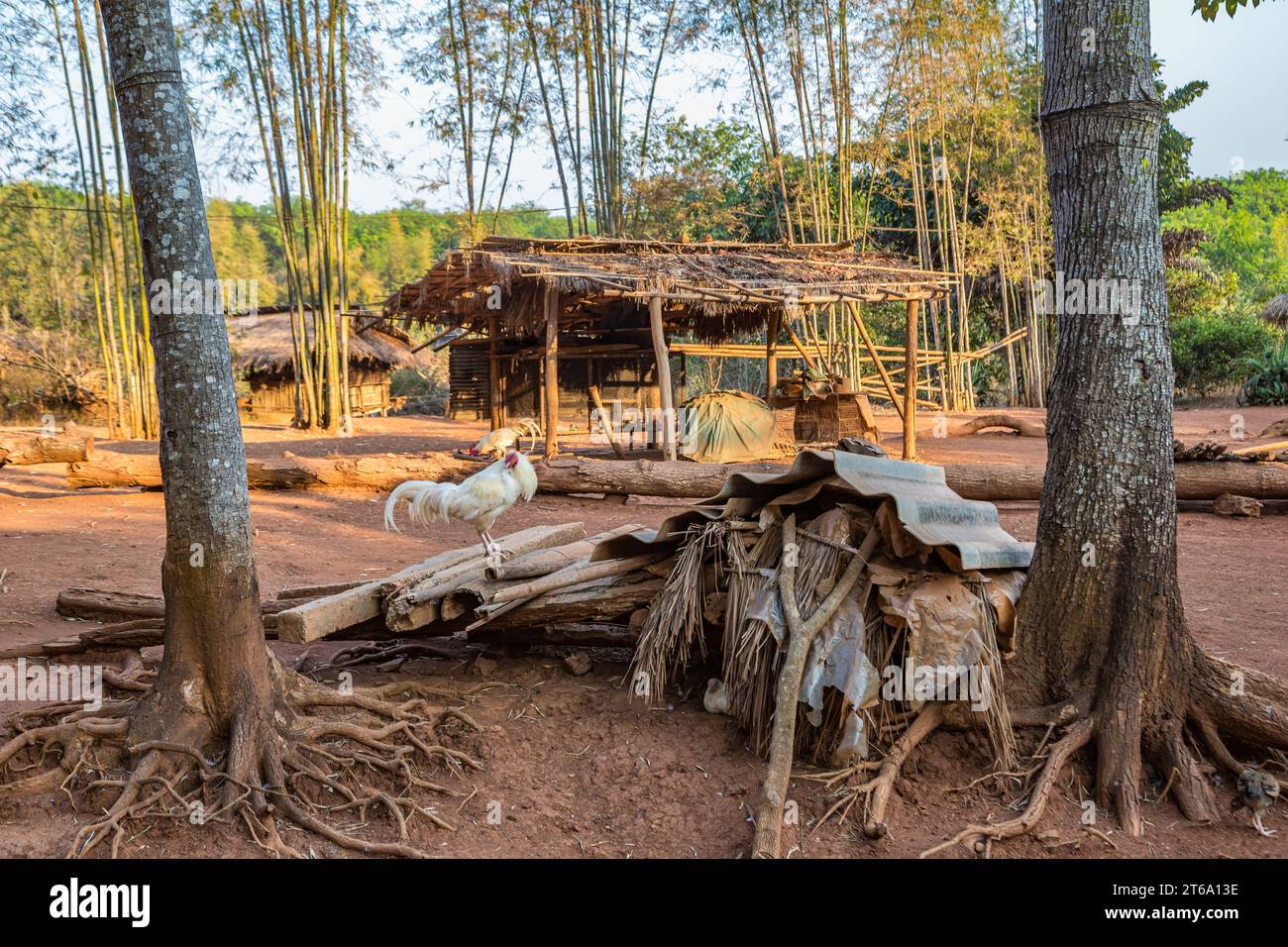 Chickens roam free in the Akha tribe area of the Union of Hill Tribe ...