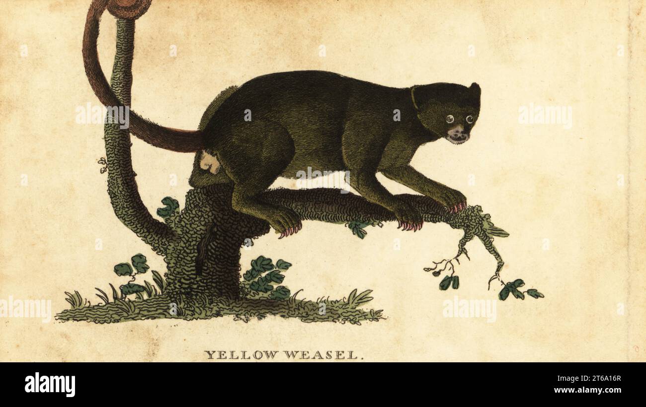 Kinkajou, Potos flavus. Yellow weasel or yellow maucauco, Lemur potto ...