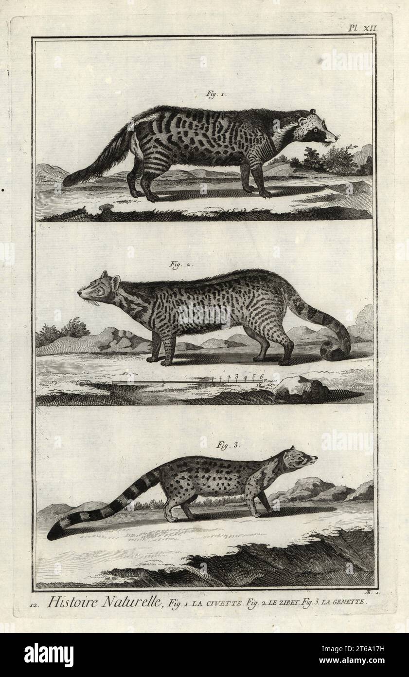 African civet, Civettictis civetta, large Indian civet, Viverra zibetha ...