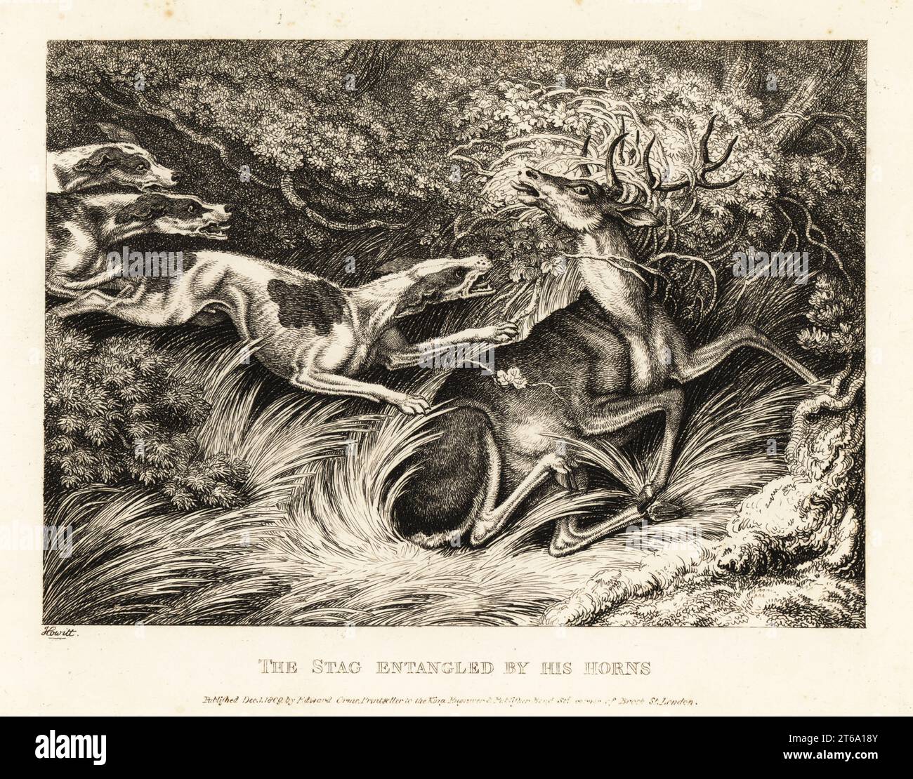 Three hounds attack a stag caught by its antlers. The stag entangled by ...