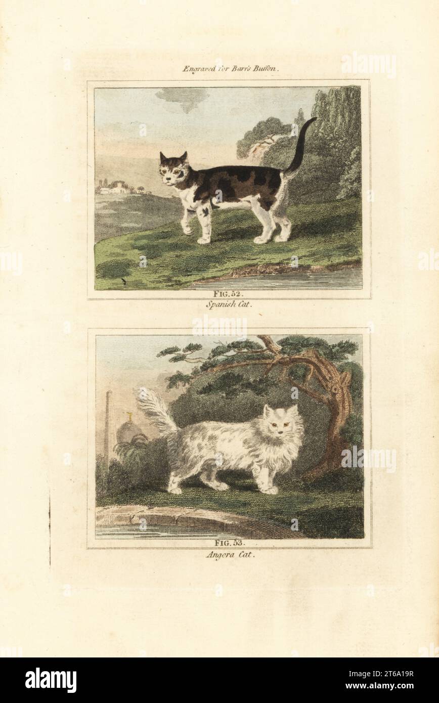 Black angora cat hi-res stock photography and images - Alamy