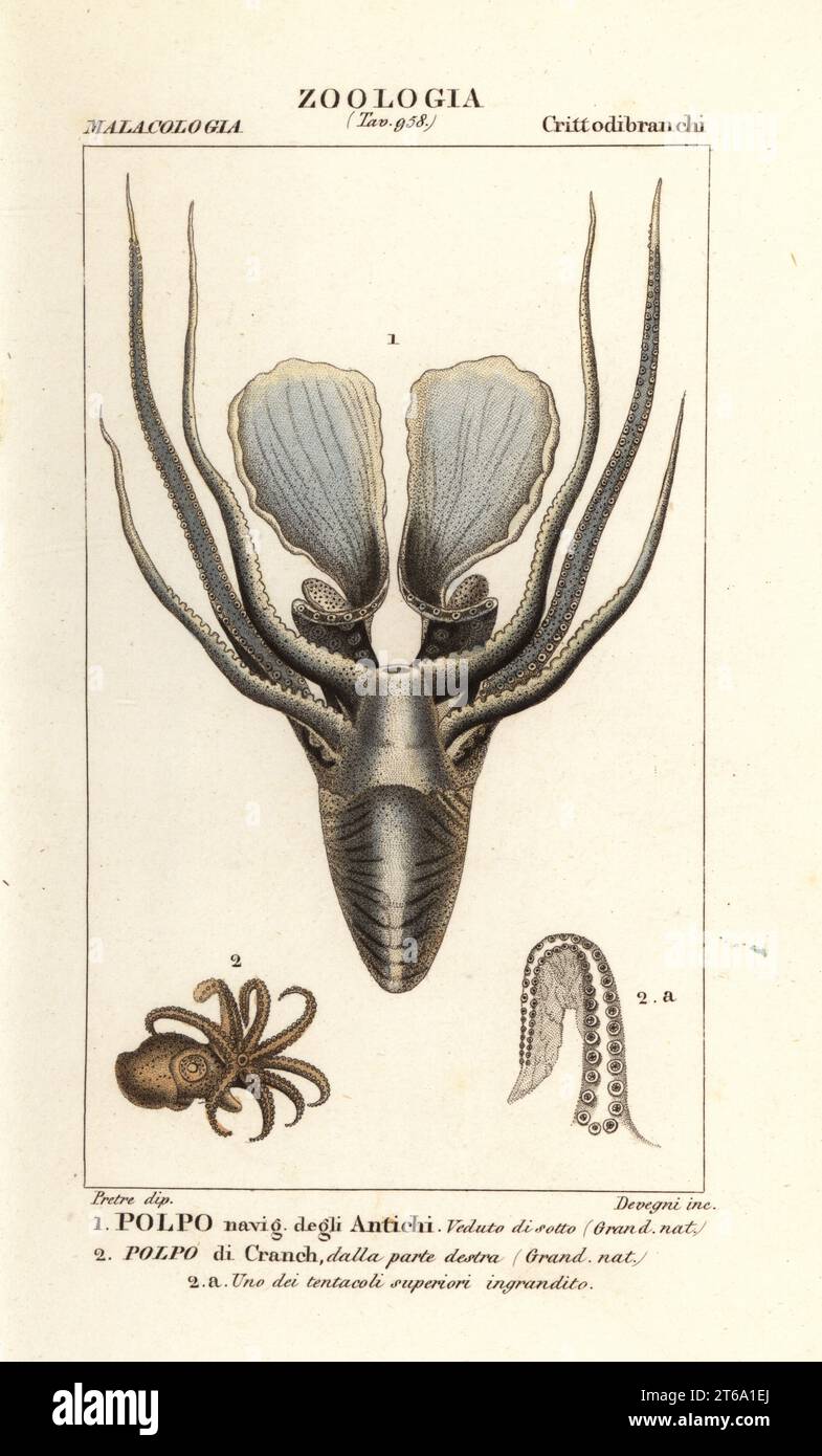 Greater argonaut octopus, Argonauta argo 1, and winged argonaut ...