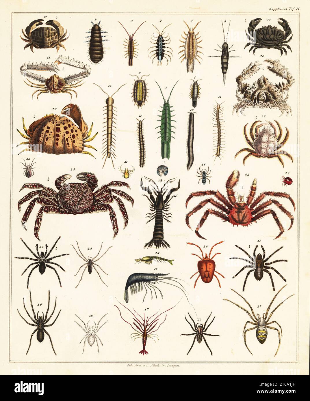 Varieties of crabs, crustaceans, shrimp, crayfish, spiders, insects ...