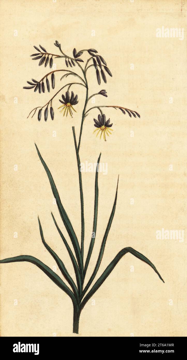 Rock flower of New South Wales, Australia. Unknown species. Handcolored ...