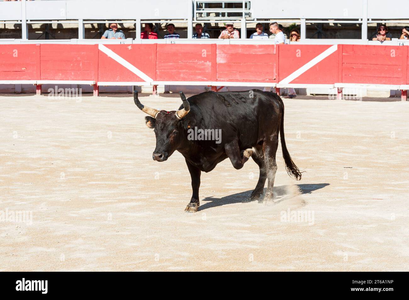 France, Arles, July 11th, 2014. Bull charging at Arles Amphitheatre ...