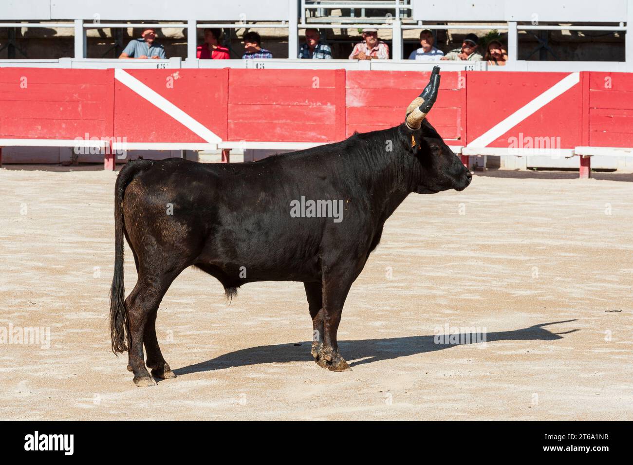 France, Arles, July 11th, 2014. Bull at Arles Amphitheatre, Traditional ...