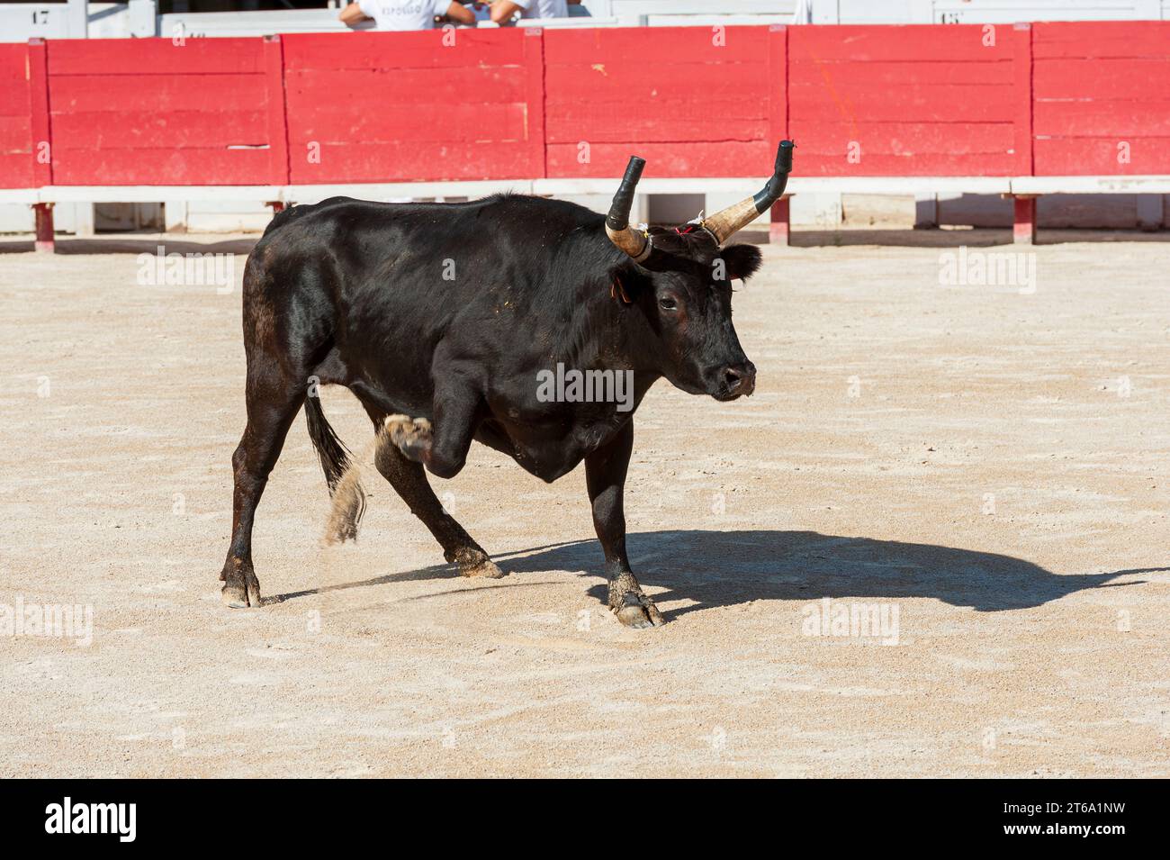 France, Arles, July 11th, 2014. Bull charging at Arles Amphitheatre ...