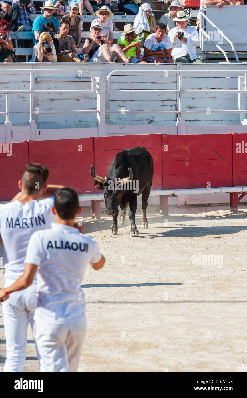 France, Arles, July 11th, 2014. Bull charging bullfighters at Arles Amphitheatre, Traditional ...