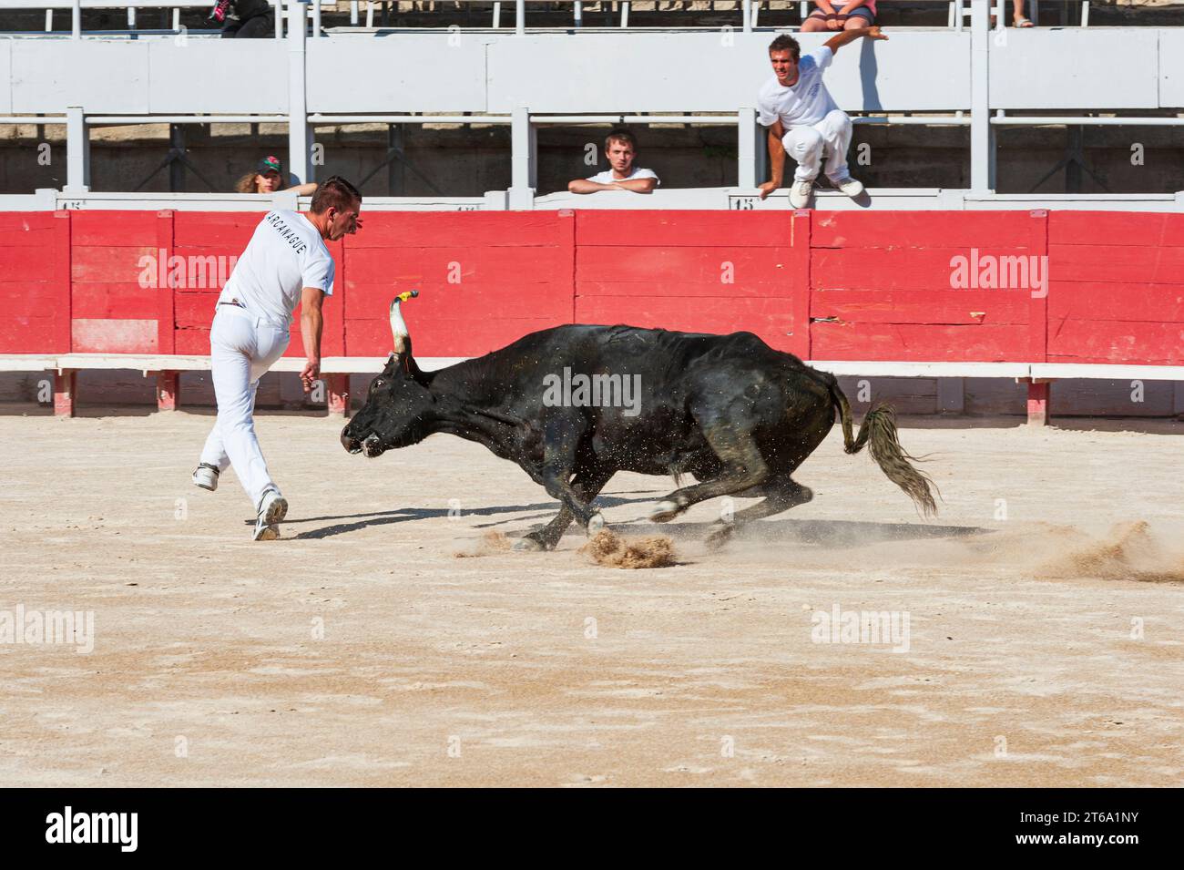 France, Arles, July 11th, 2014. Bull charging bullfighter at Arles Amphitheatre, Traditional ...
